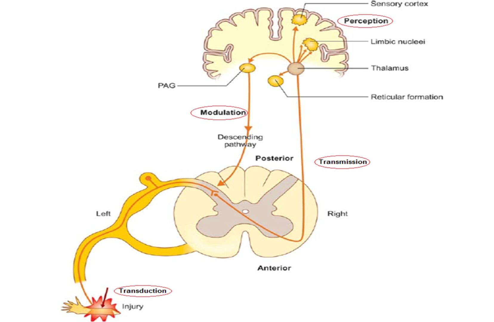 The Science of Pain: How Your Body Interprets Pain Signals
